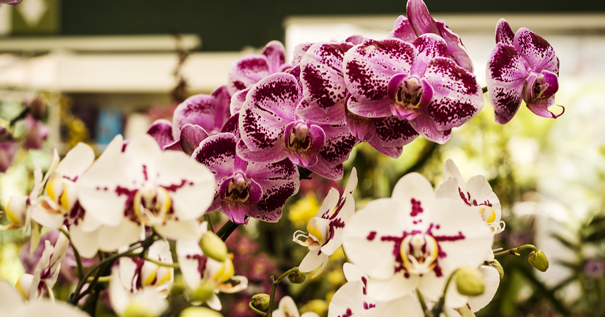 O que você provavelmente não sabia sobre as orquídeas